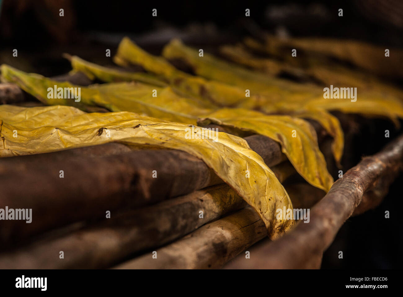 Tobacco curing process hi-res stock photography and images - Alamy
