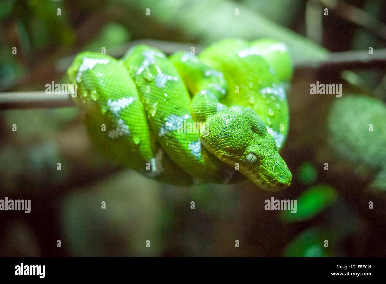 Emerald tree boa in tree hi-res stock photography and images - Alamy