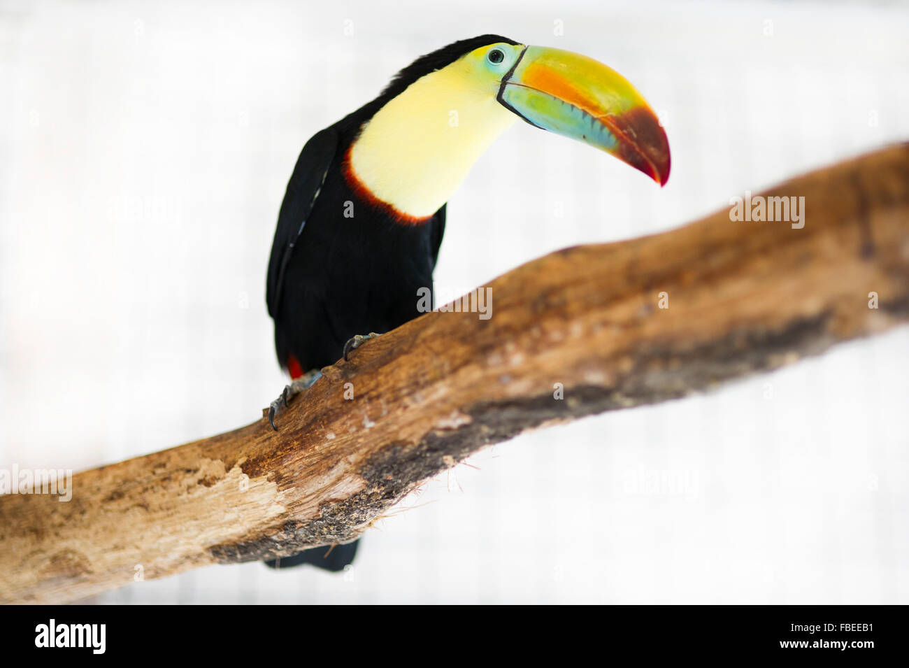 Tukan bird hi-res stock photography and images - Alamy