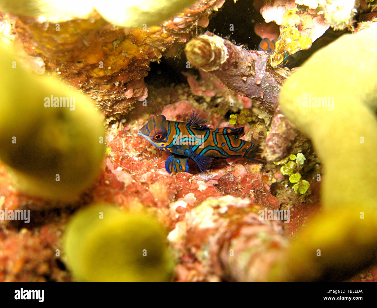 Mandarin fish hiding from predators among the anemone Stock Photo - Alamy