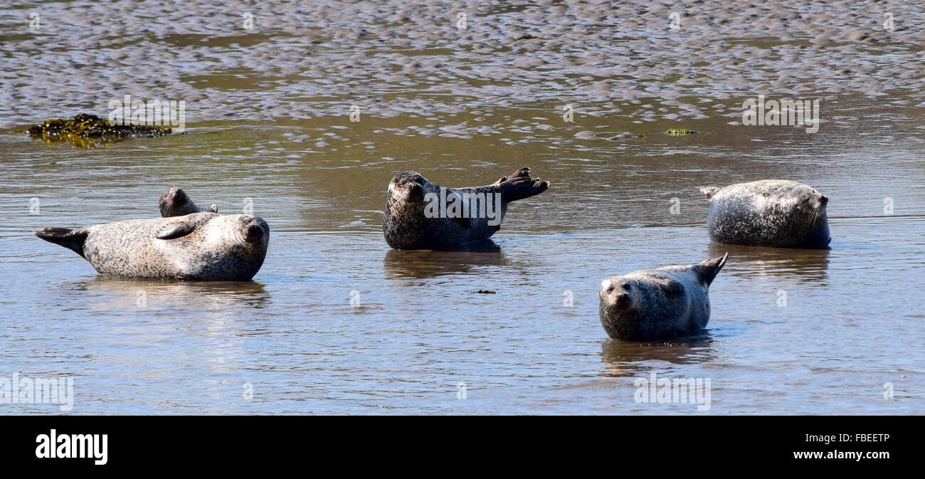Five seals hi-res stock photography and images - Alamy