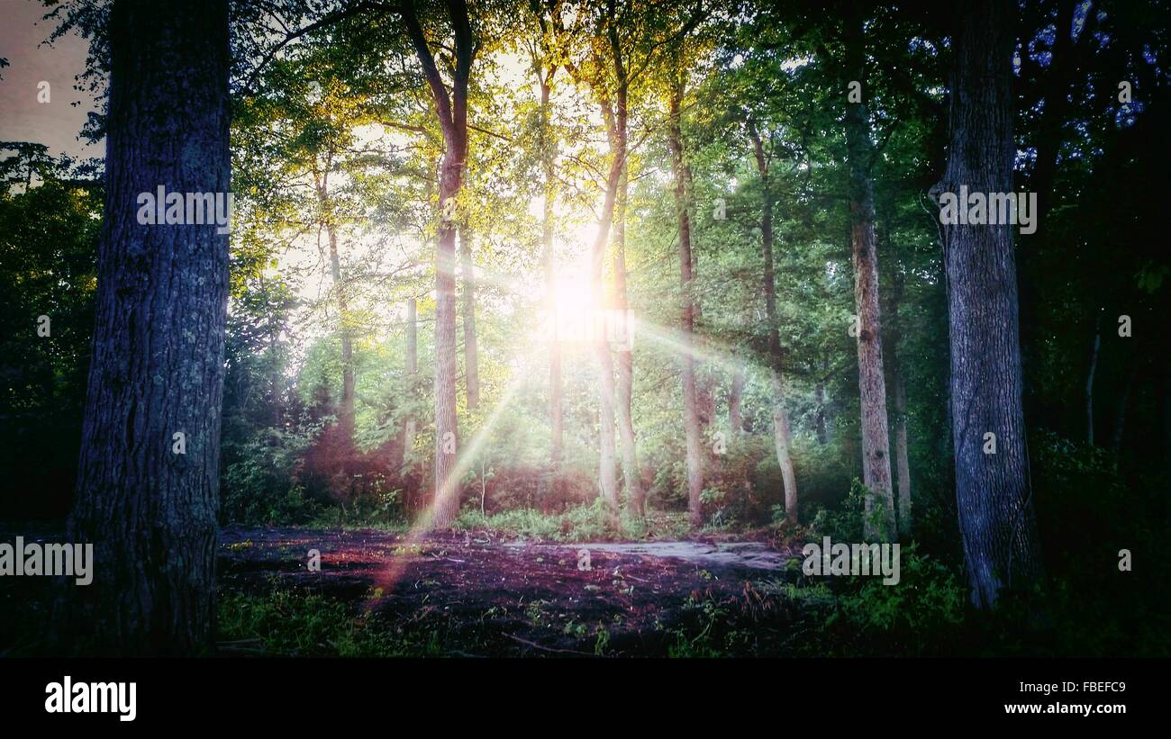 Sunlight Coming Through Trees In Forest Stock Photo - Alamy