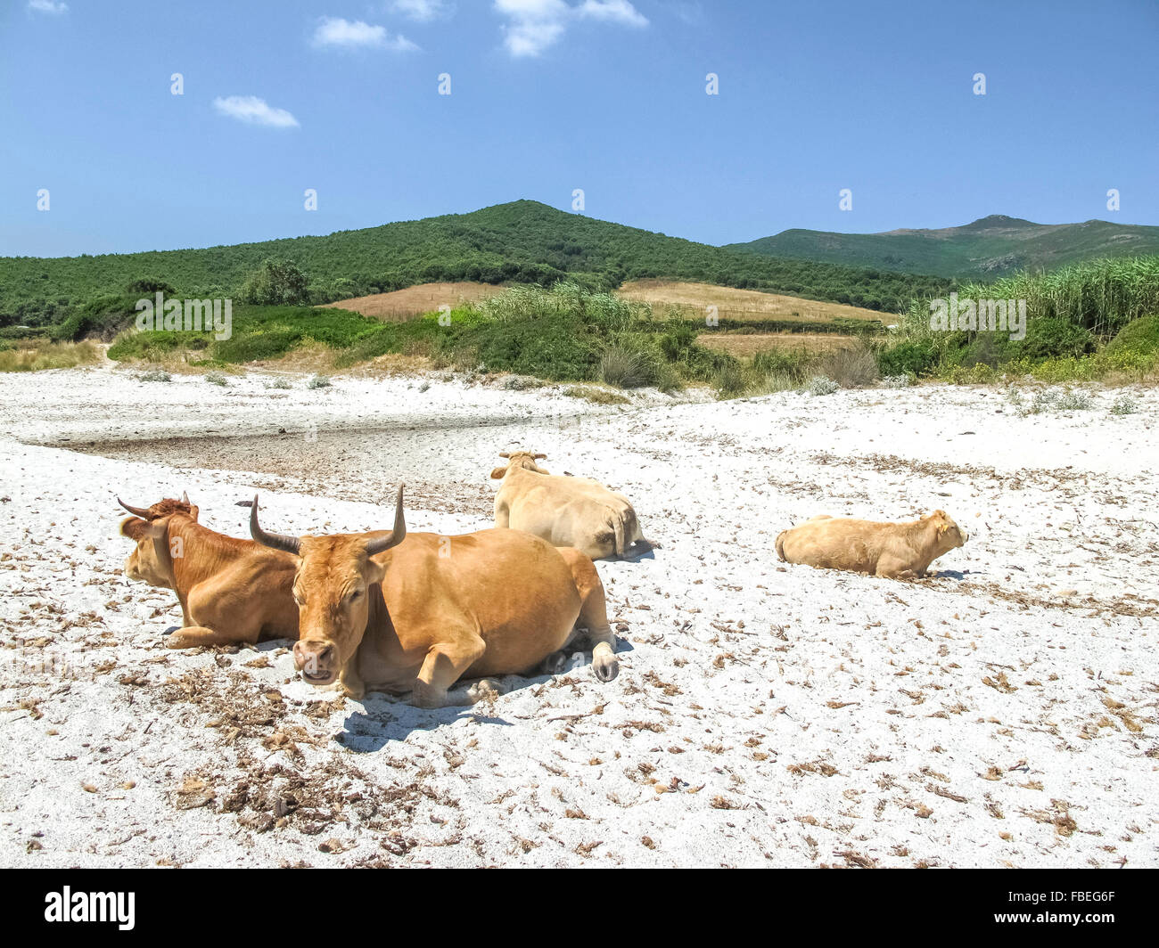 Cows on the beach of "u stazzu" macinaggio,Corsica Stock Photo - Alamy