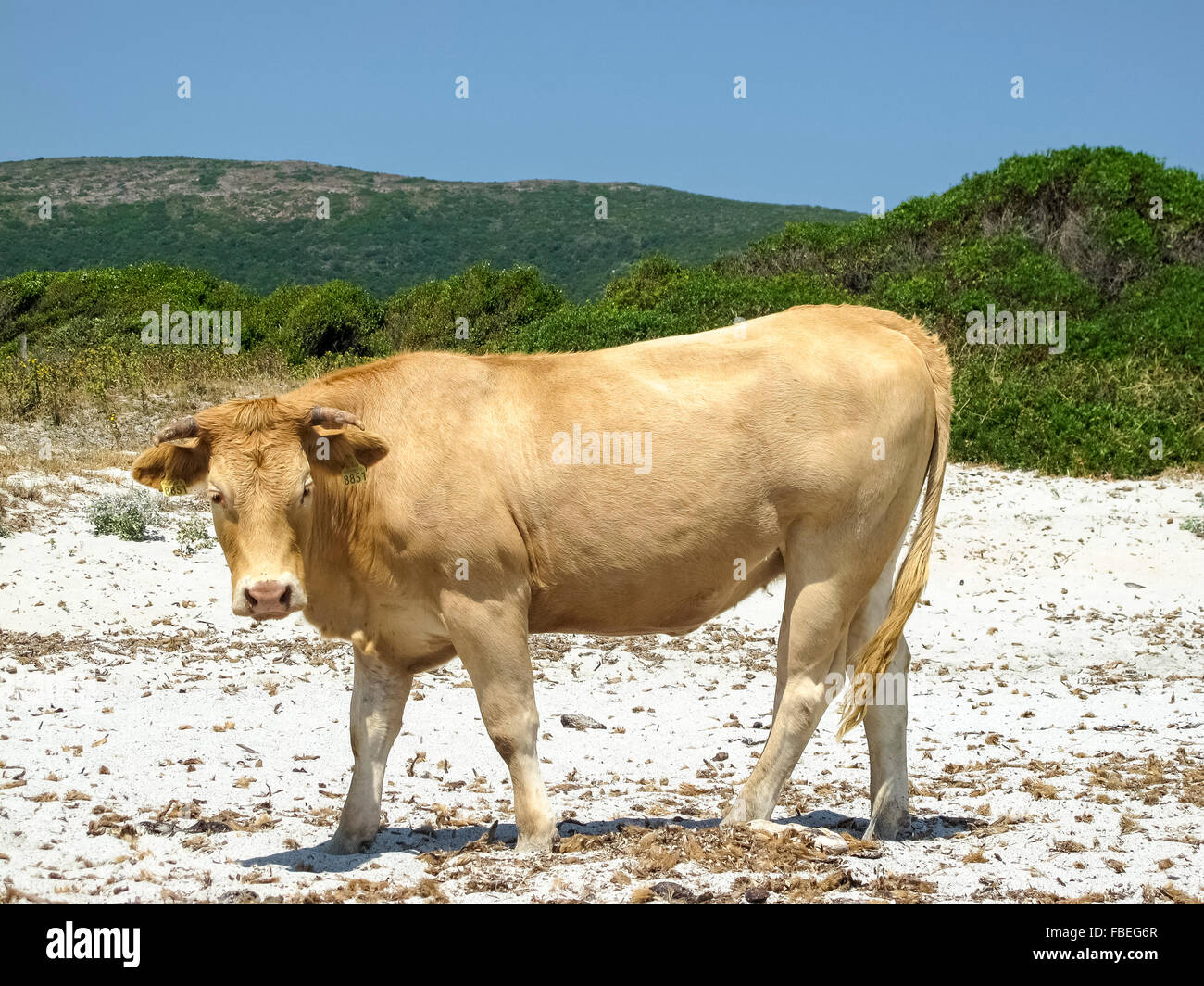 Cows on beach stazzu corsica macinaggio hi-res stock photography and ...