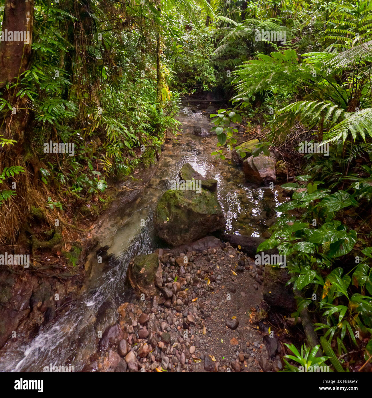 Rainforest Creek - Dominica Stock Photo - Alamy