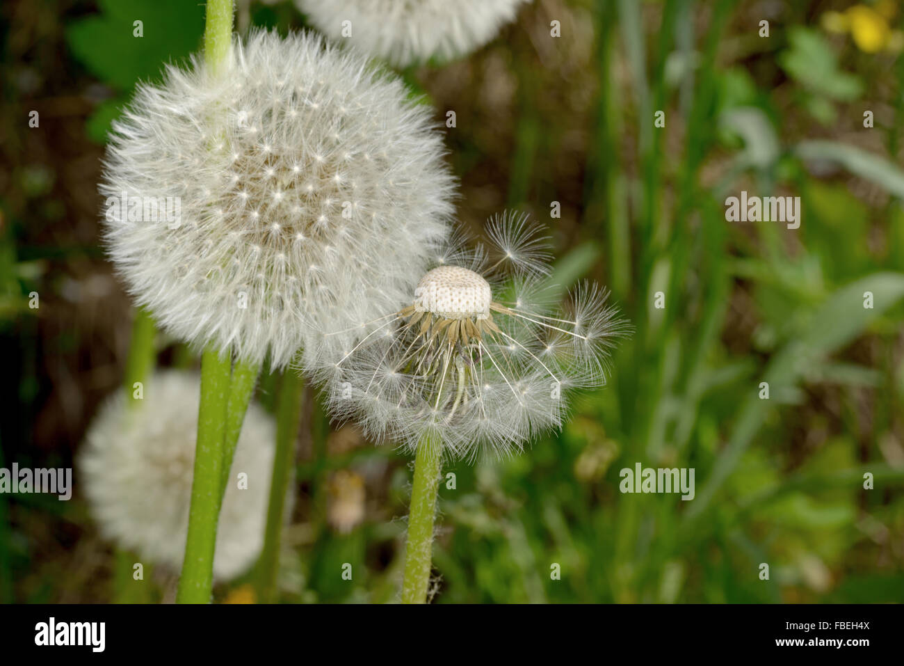 White Dandelion Flower Blowing In The Wind