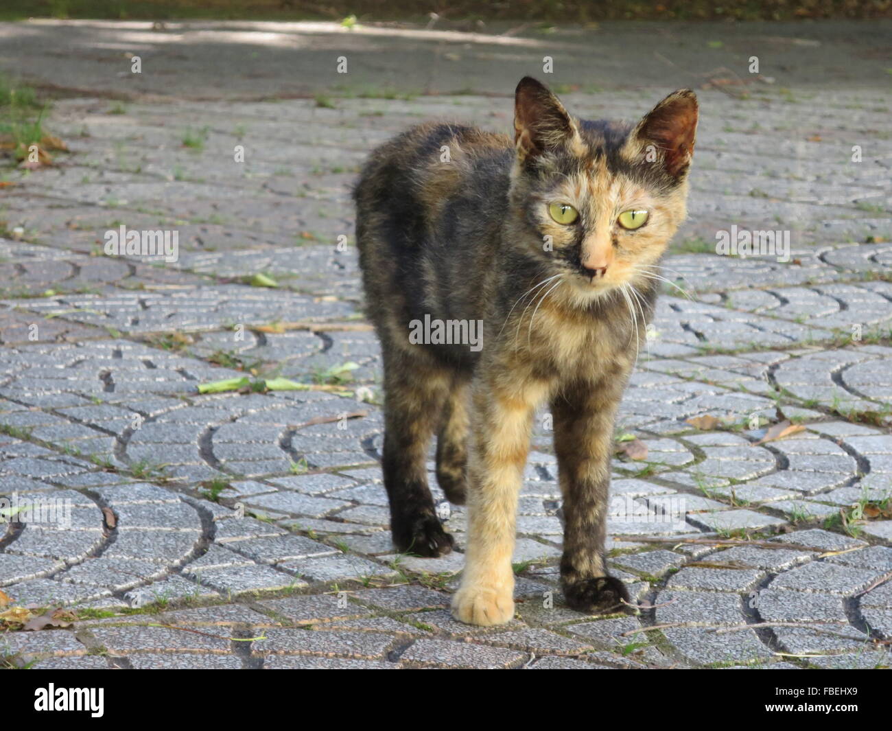 Portrait Of Cat Walking On Street Stock Photo - Alamy