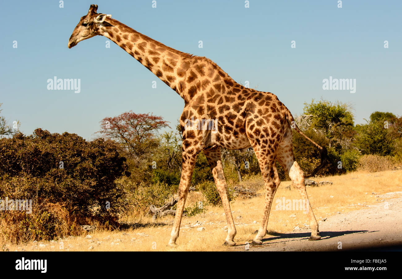 Giraffe crossing the road Stock Photo - Alamy