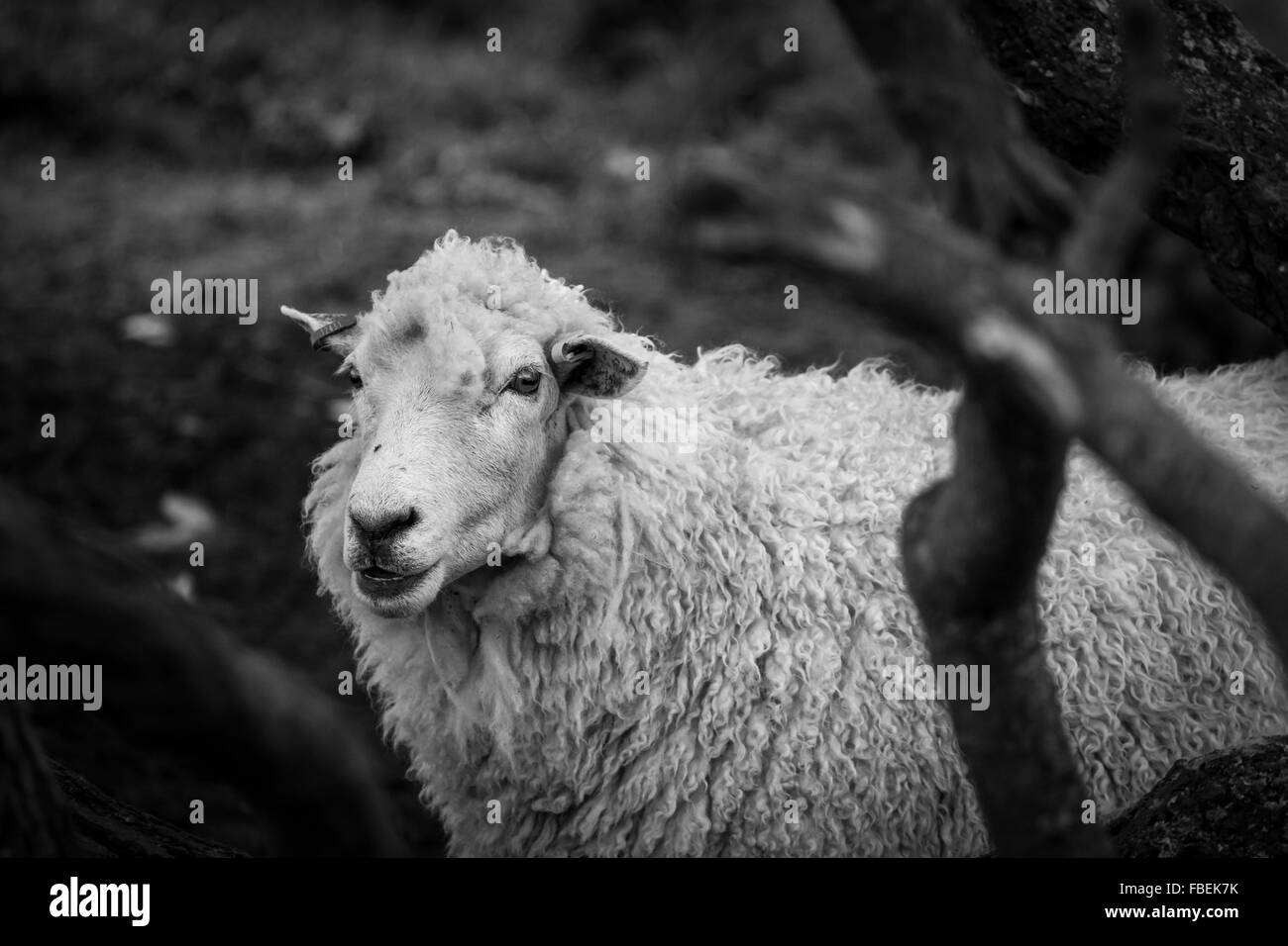 Dorset farming Black and White Stock Photos & Images - Alamy