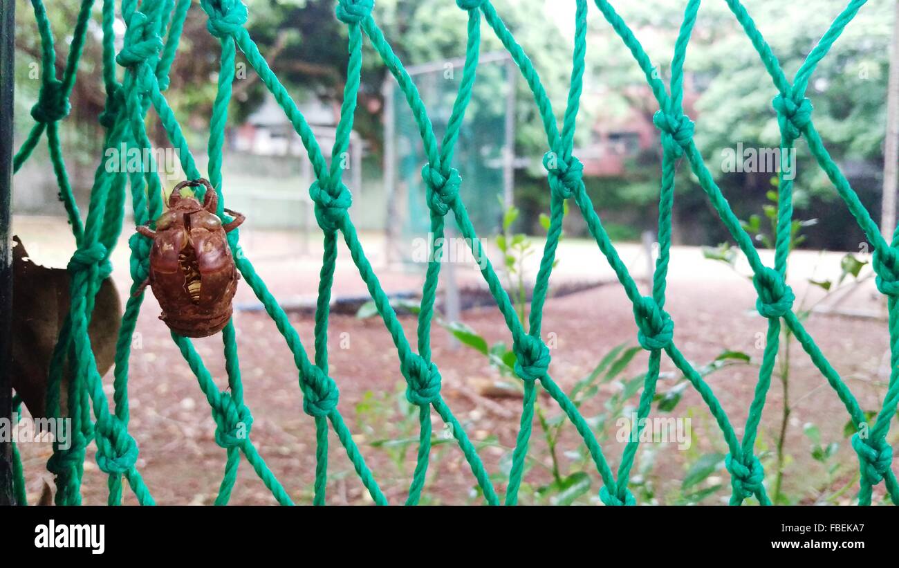 Cicada exoskeleton insect shell hi-res stock photography and images - Alamy
