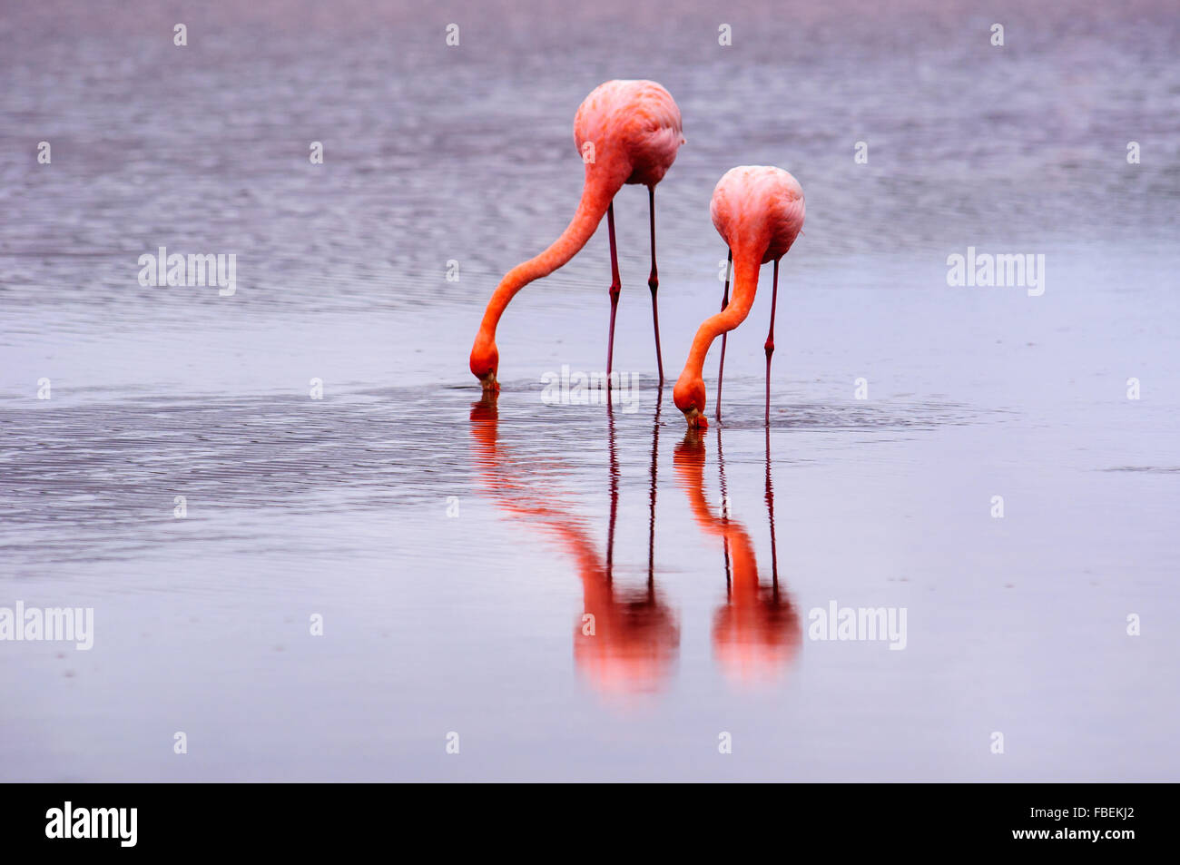 Two wading birds hi-res stock photography and images - Alamy