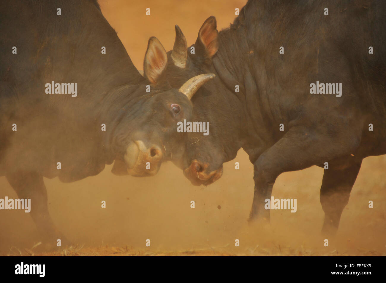 Bullfighting In India High Resolution Stock Photography and Images - Alamy