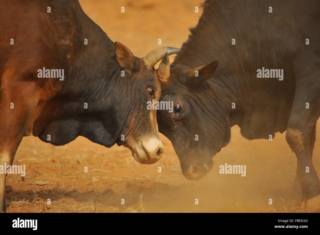 Bullfighting In India High Resolution Stock Photography and Images - Alamy