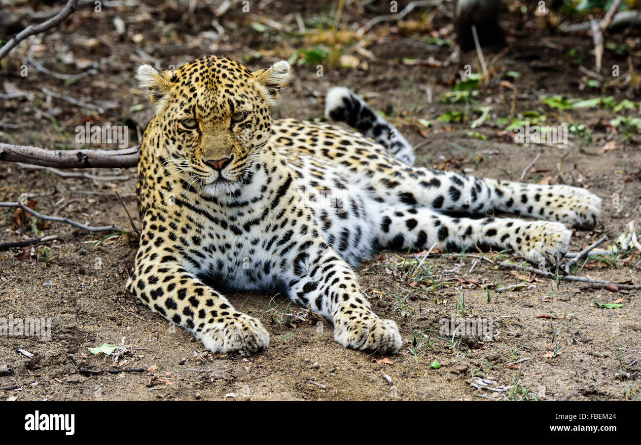 Female Leopard laying on the ground watching Stock Photo - Alamy