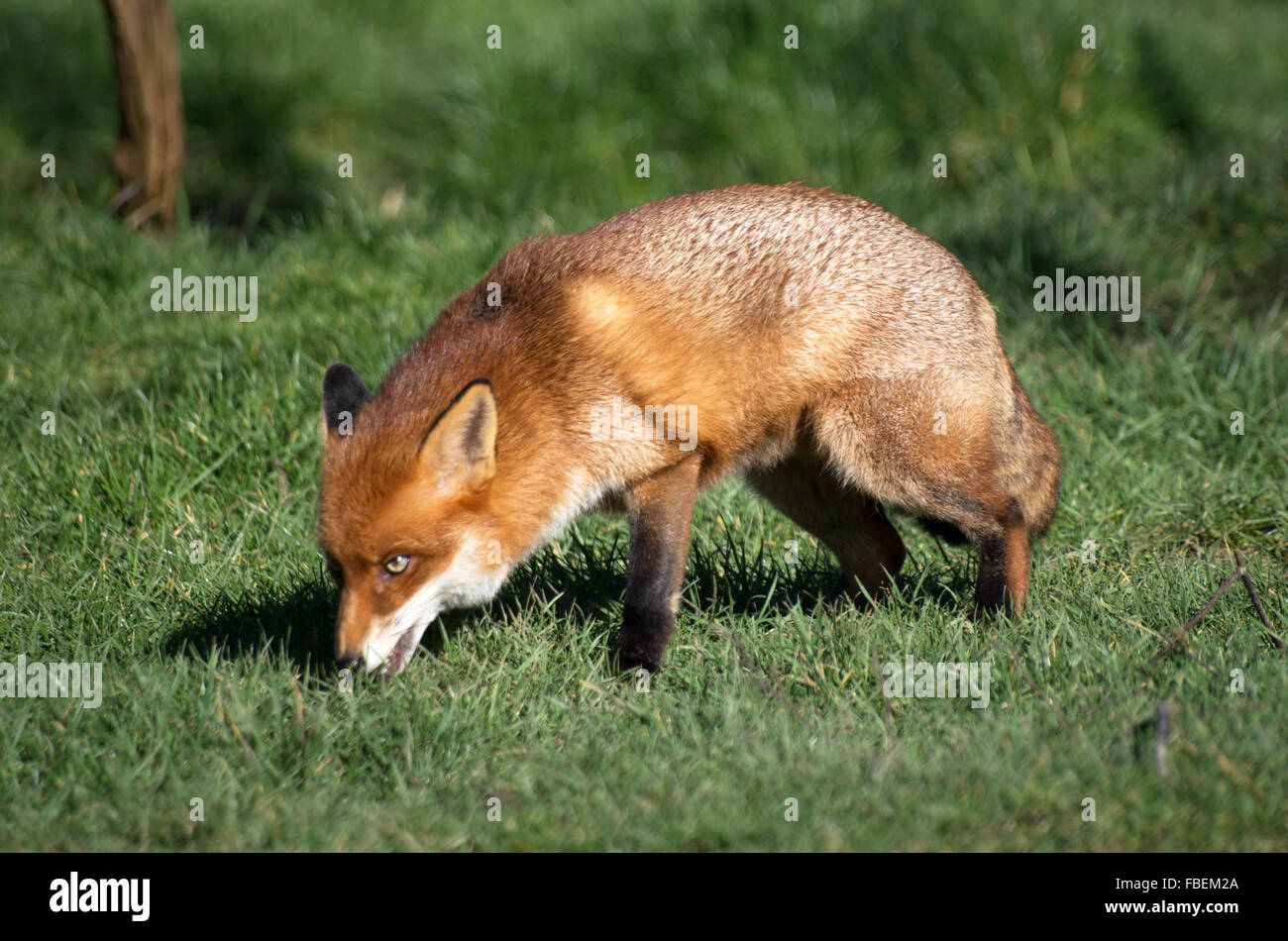 Red Fox, Vulpes Vulpes, Surrey; England Stock Photo - Alamy