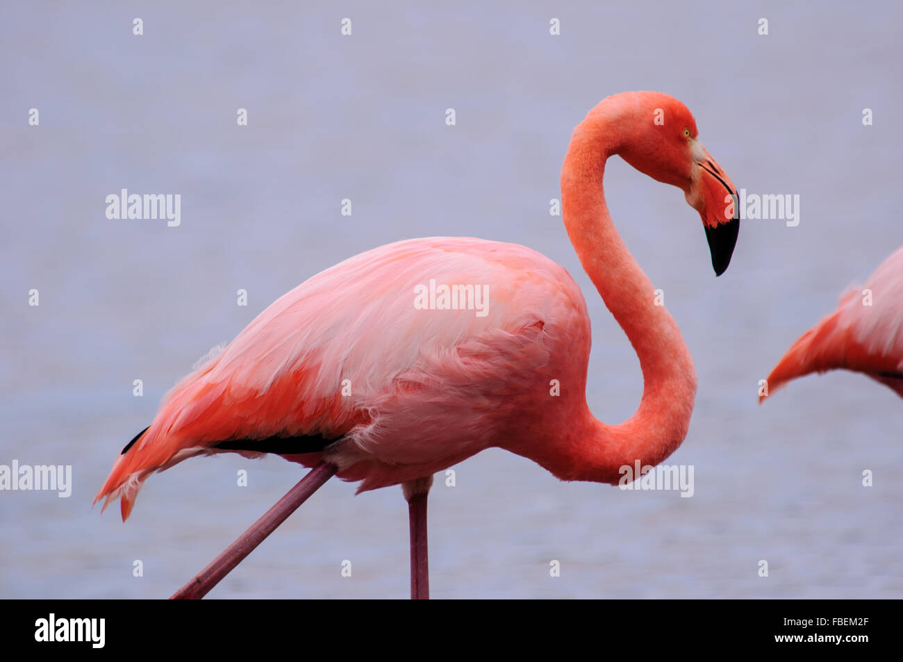 Flamingo close up hi-res stock photography and images - Alamy