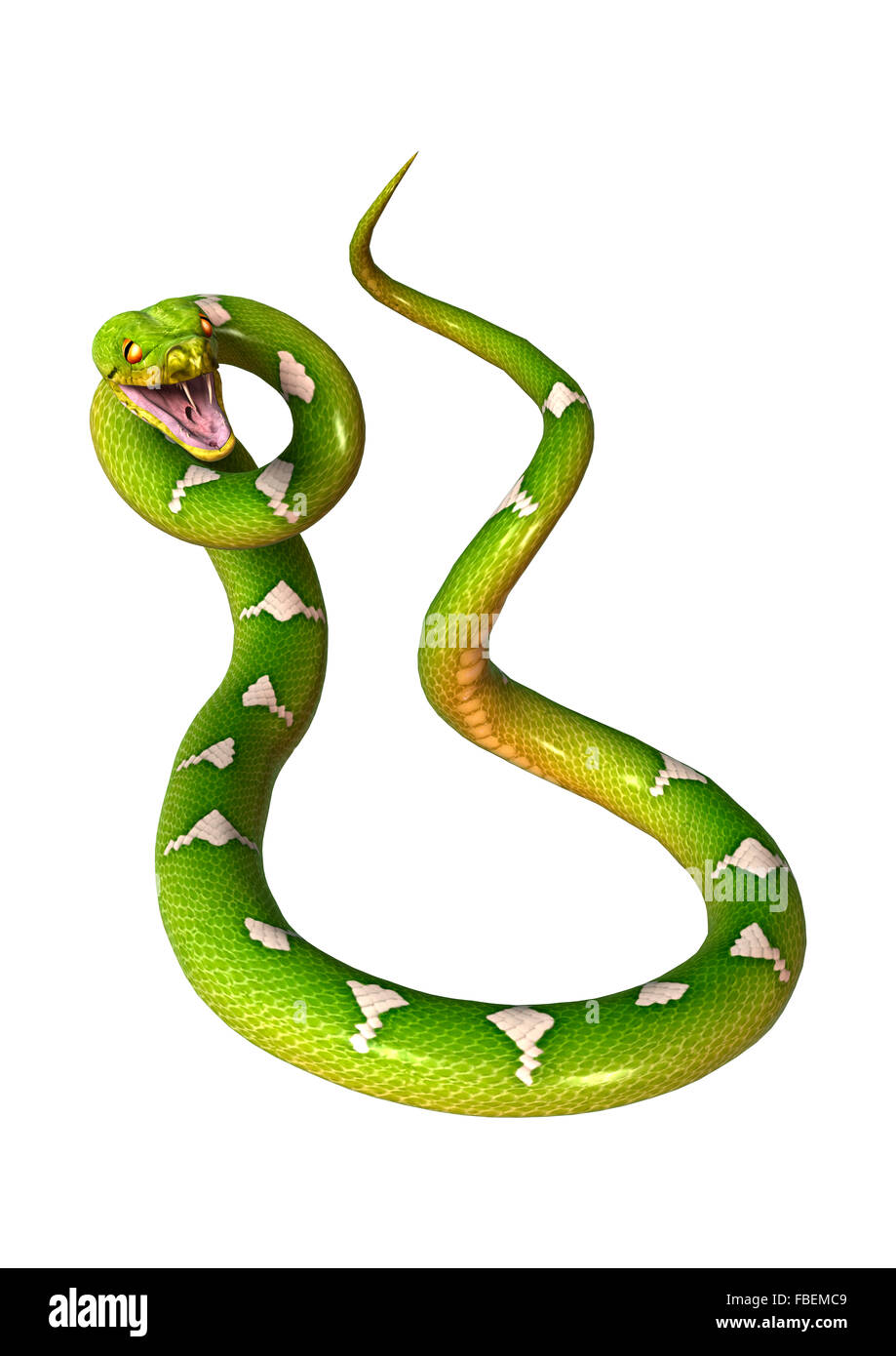 Chondropython viridis Cut Out Stock Images & Pictures - Alamy