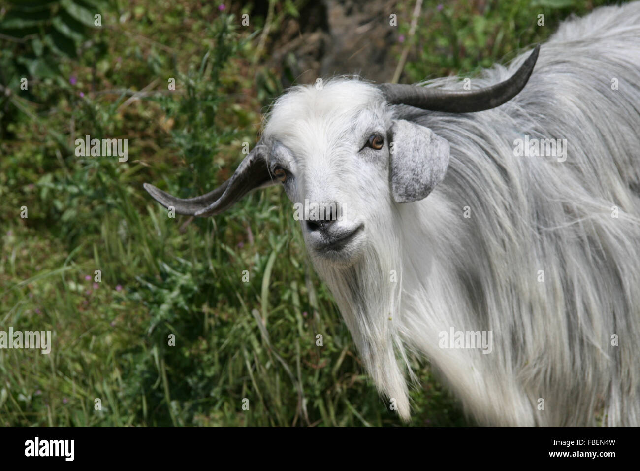 long haired gray goat Stock Photo - Alamy