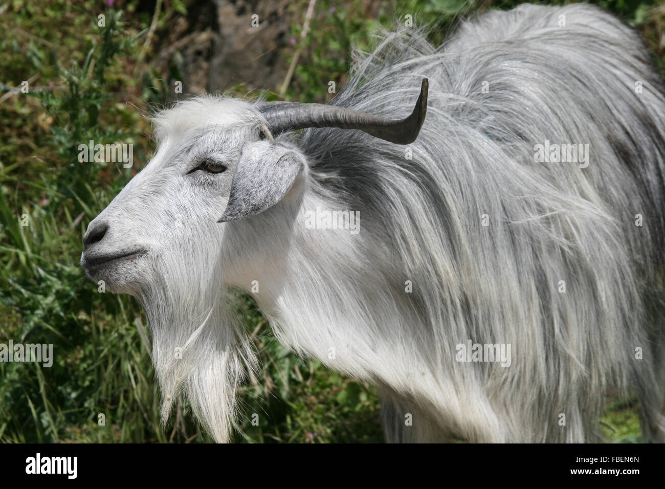 long haired gray goat Stock Photo - Alamy