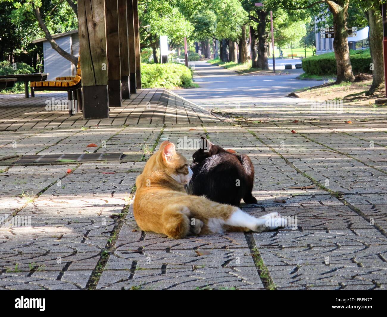 City Cats Stock Photos & City Cats Stock Images - Alamy