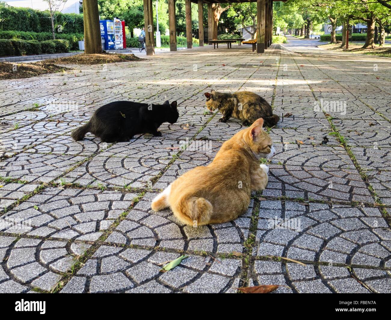 City cats hi-res stock photography and images - Alamy