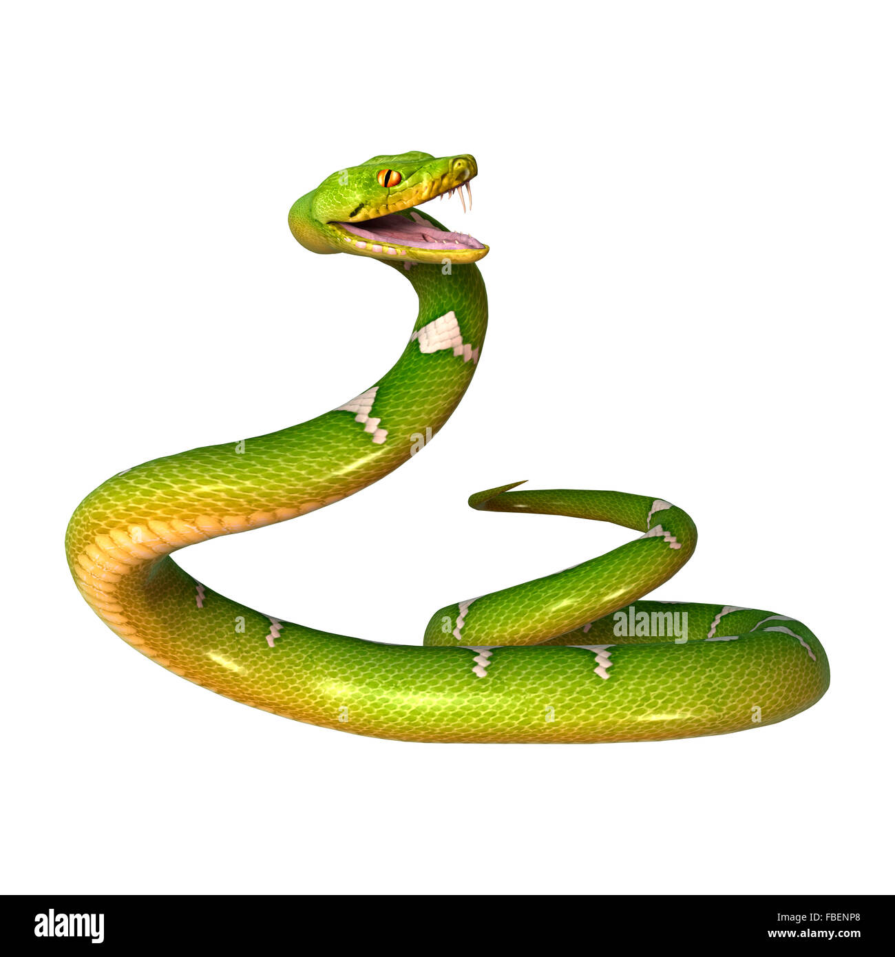 Morelia viridis, or green tree python, or herpetoculture hobby, chondro ...