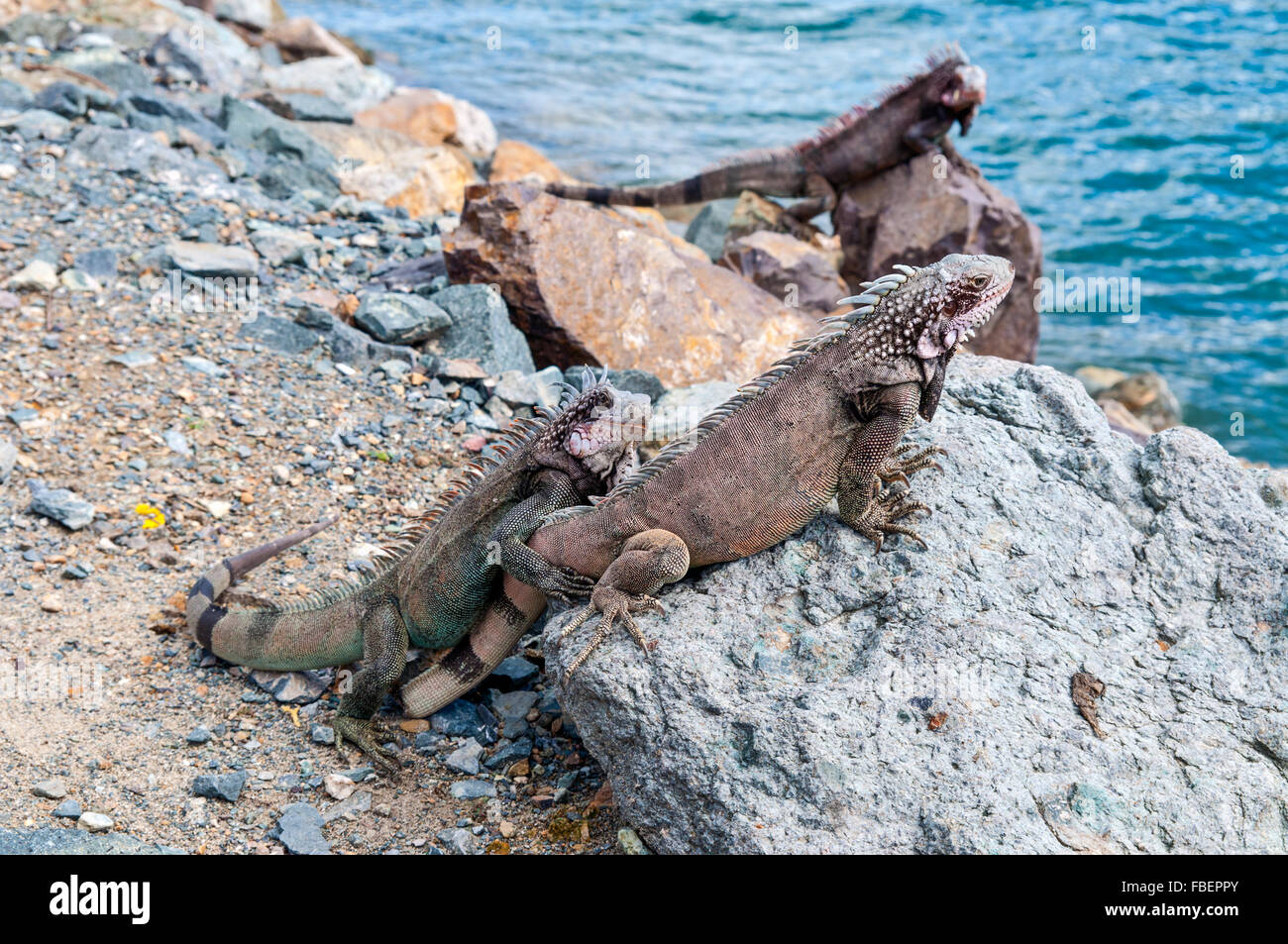 St thomas wildlife hi-res stock photography and images - Alamy