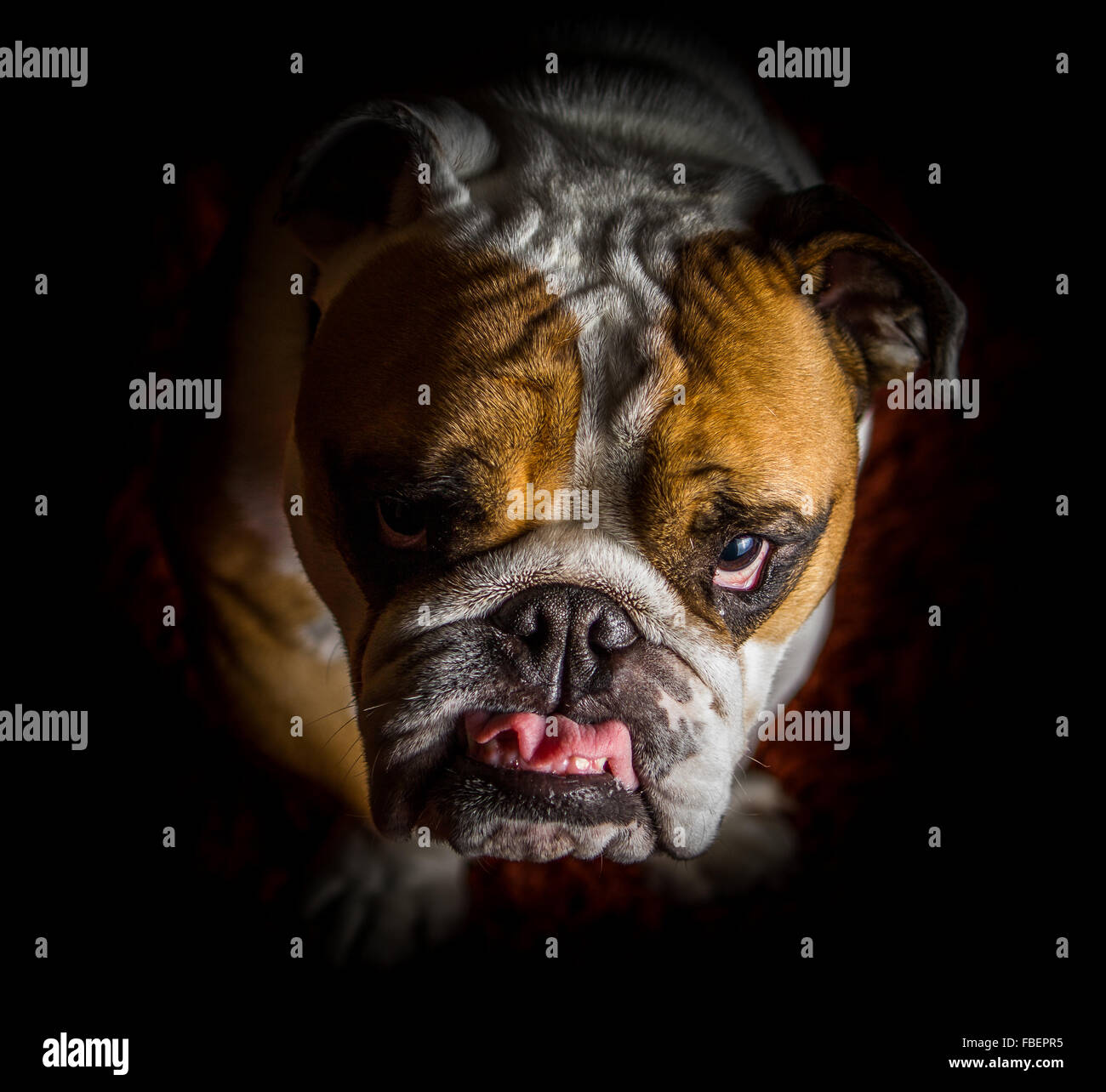 English Bulldog Dog looking up Stock Photo - Alamy