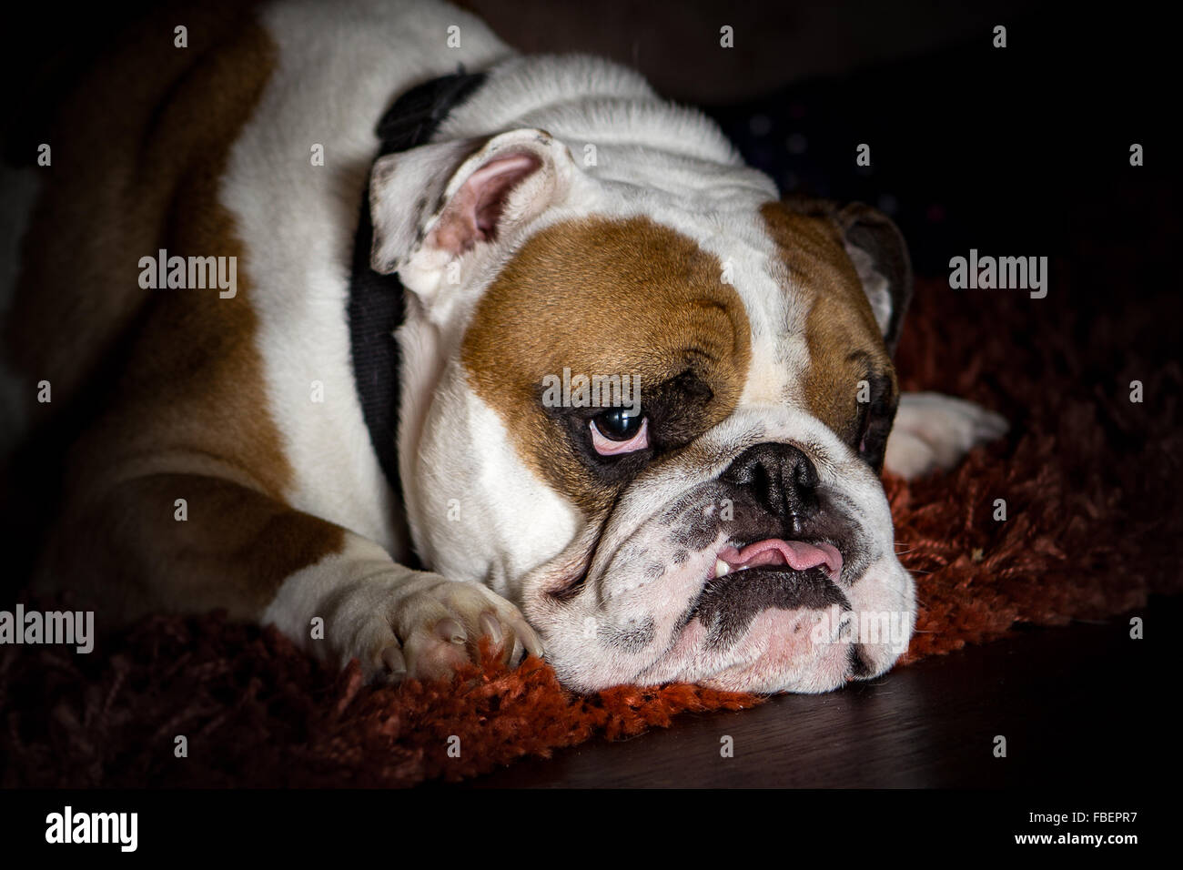 English bulldog sleeping hi-res stock photography and images - Alamy