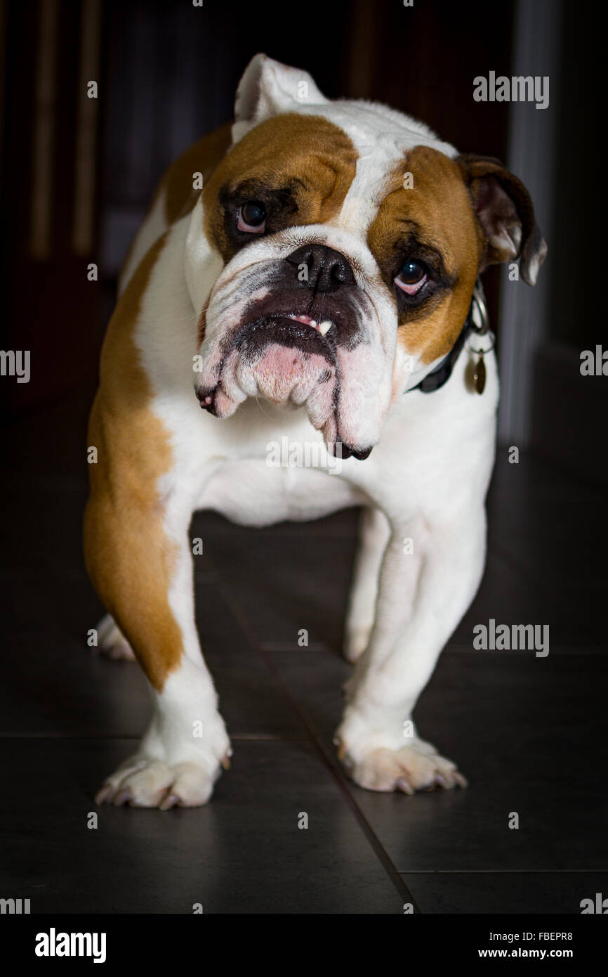 English Bulldog Dog walking Stock Photo - Alamy
