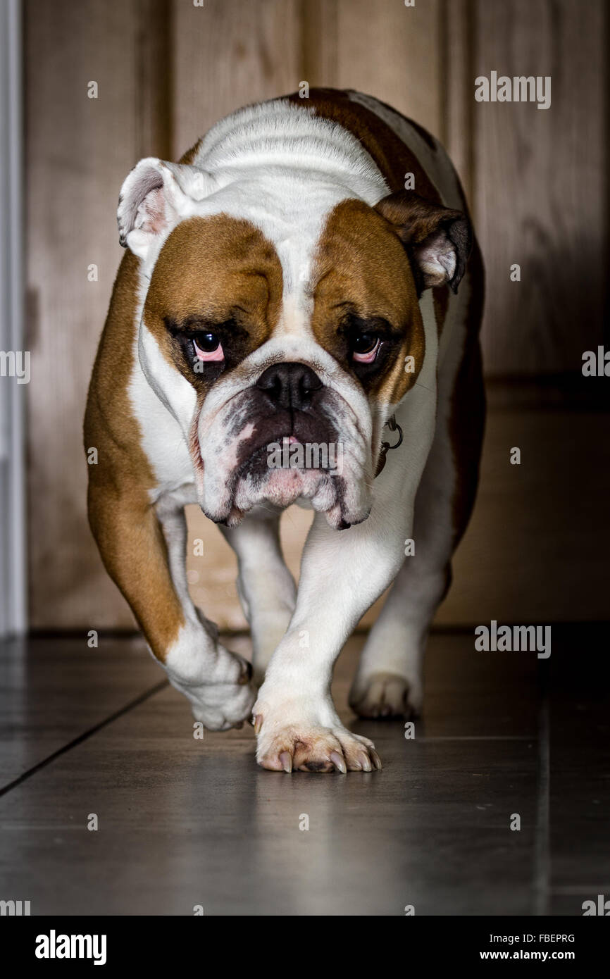 English Bulldog Dog walking Stock Photo - Alamy