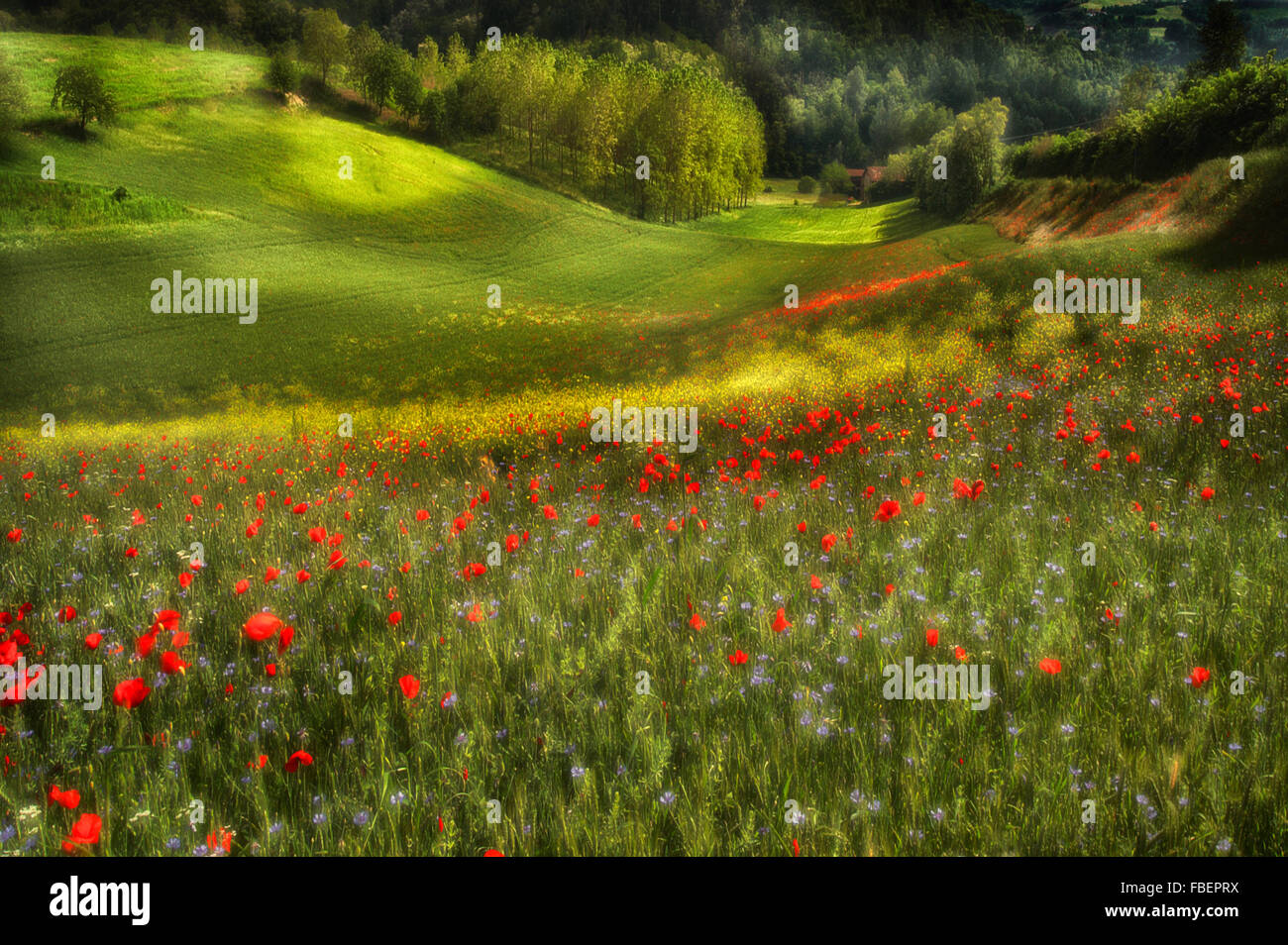 Wild spring flowers in Italian valley Stock Photo - Alamy