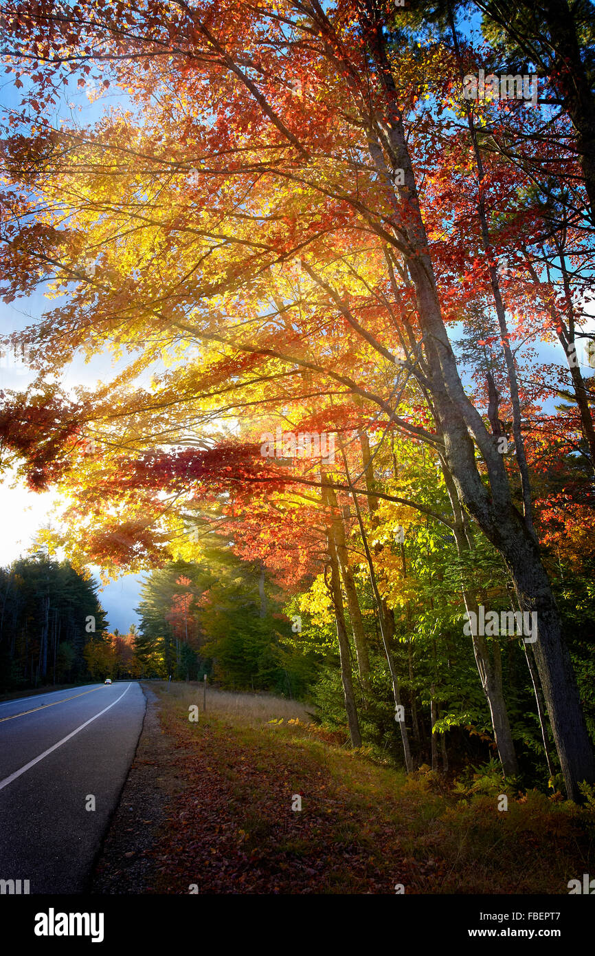 Covering of autumn leaves on roadside hi-res stock photography and ...