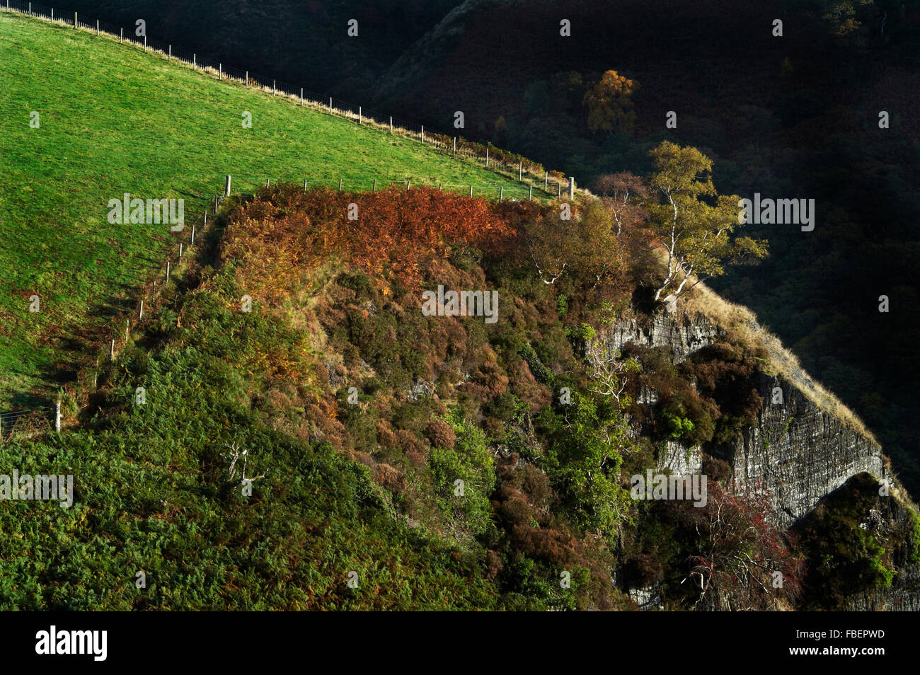 Tree precariously hanging onto edge of cliff top Stock Photo - Alamy