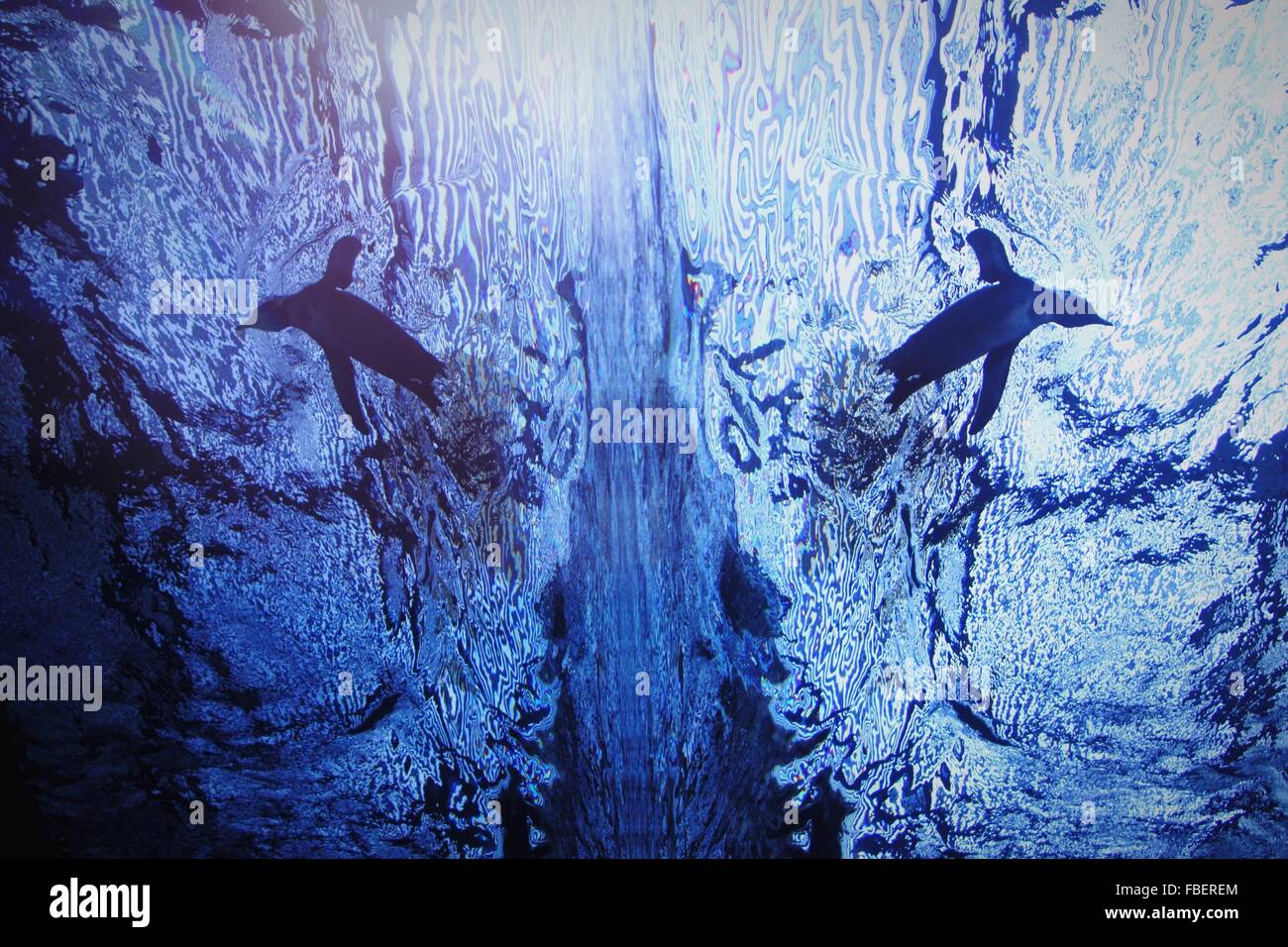 Penguin Swimming High Resolution Stock Photography and Images - Alamy