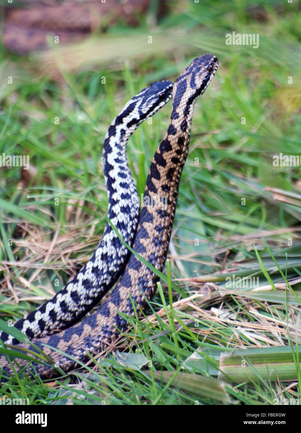 Adder dance hi-res stock photography and images - Alamy