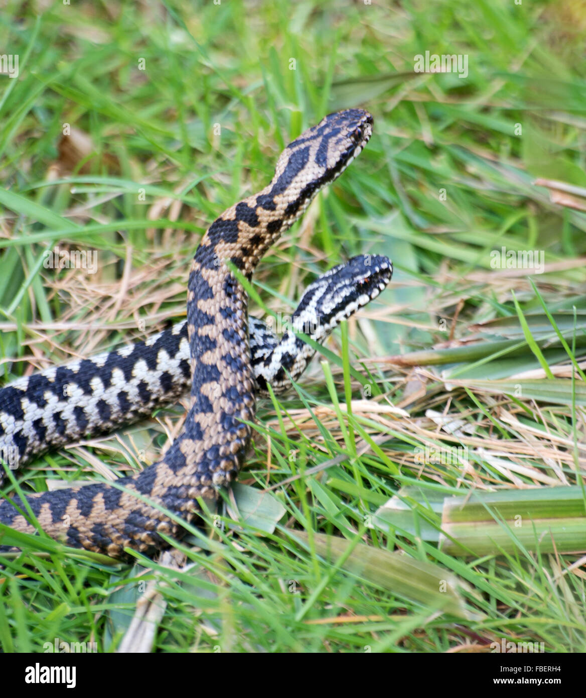 Adder Snake, Vipera Berus, Surrey Stock Photo - Alamy