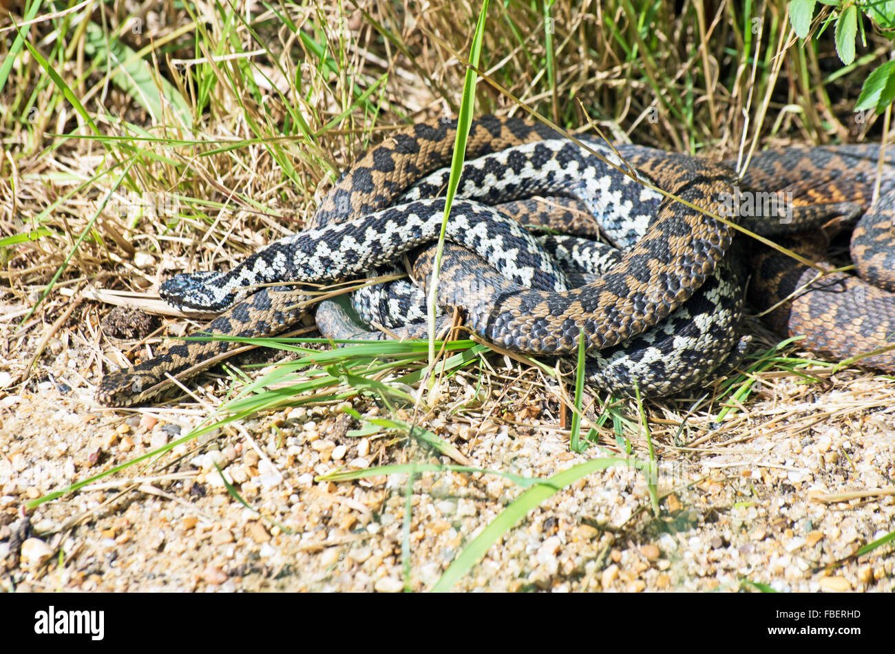 Adder snake hi-res stock photography and images - Alamy