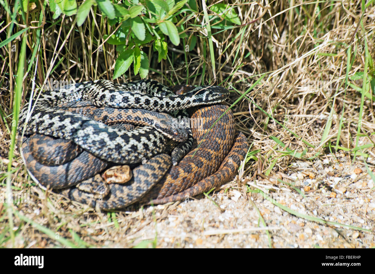 Adder Snake, Vipera Berus Stock Photo - Alamy