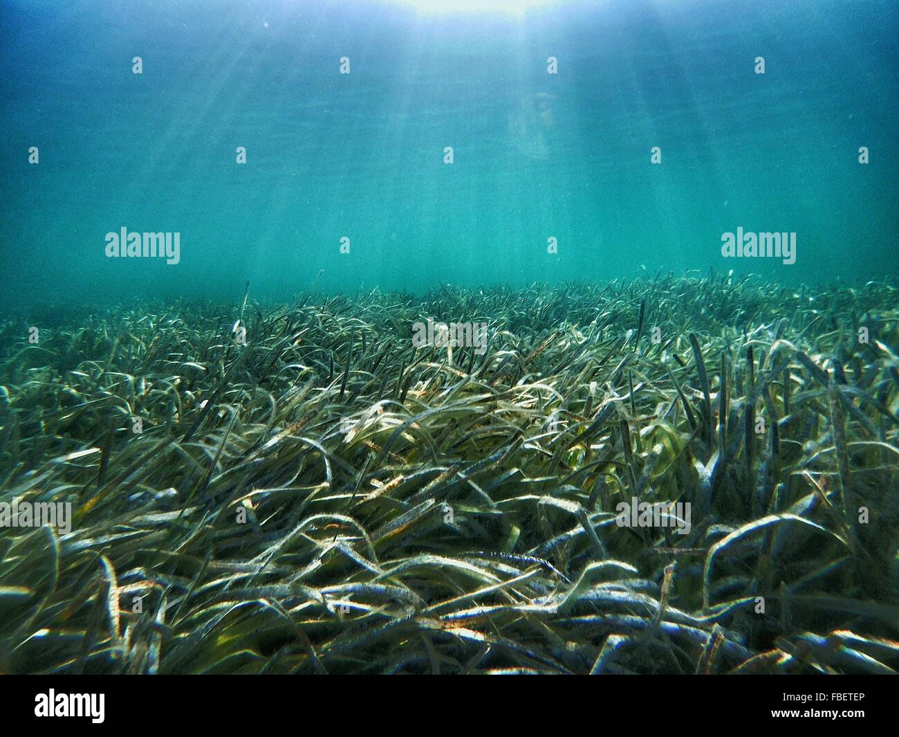 The underwater beauty hi-res stock photography and images - Alamy