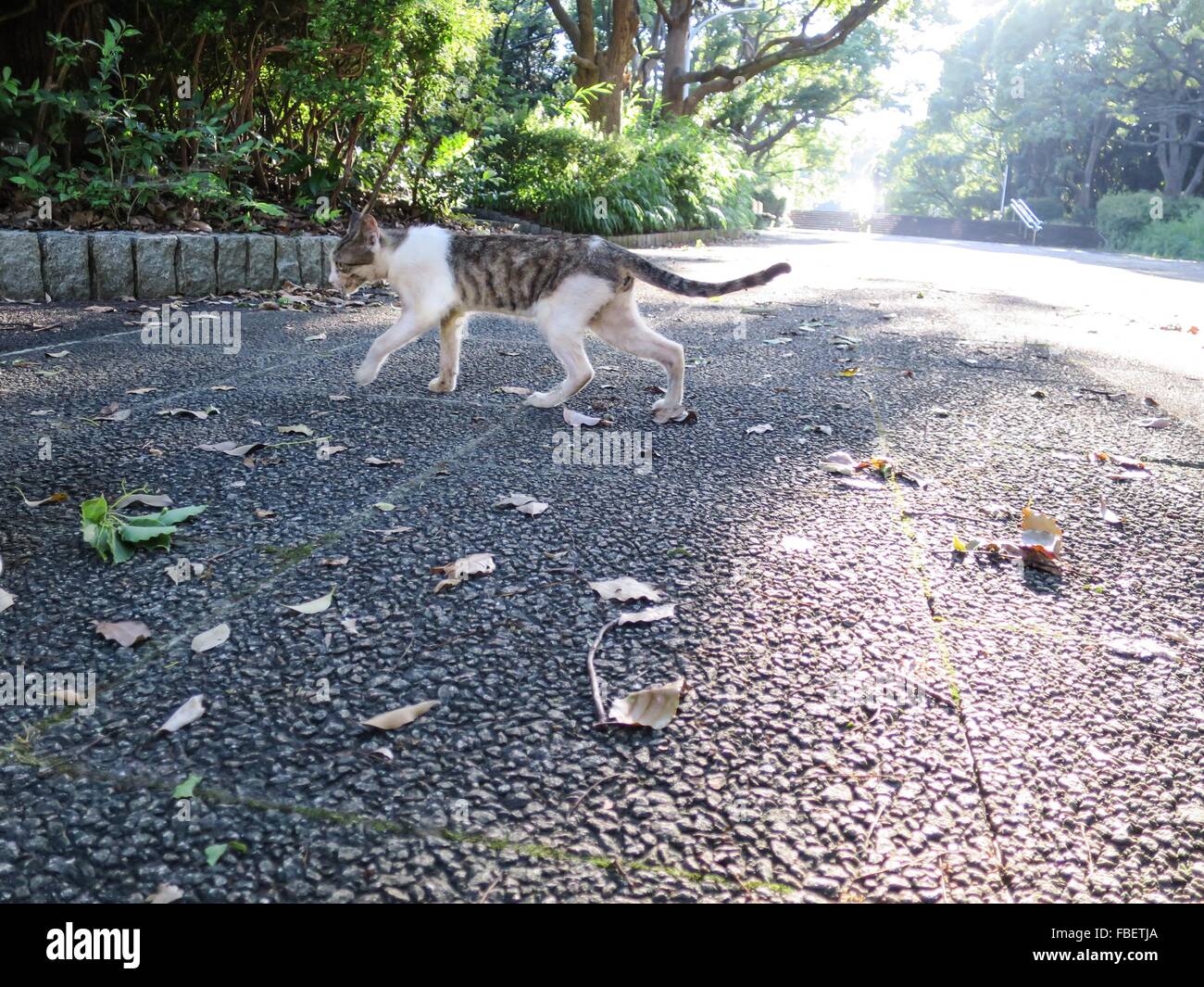 Side View Of Stray Cat Walking On Footpath In Park Stock Photo - Alamy
