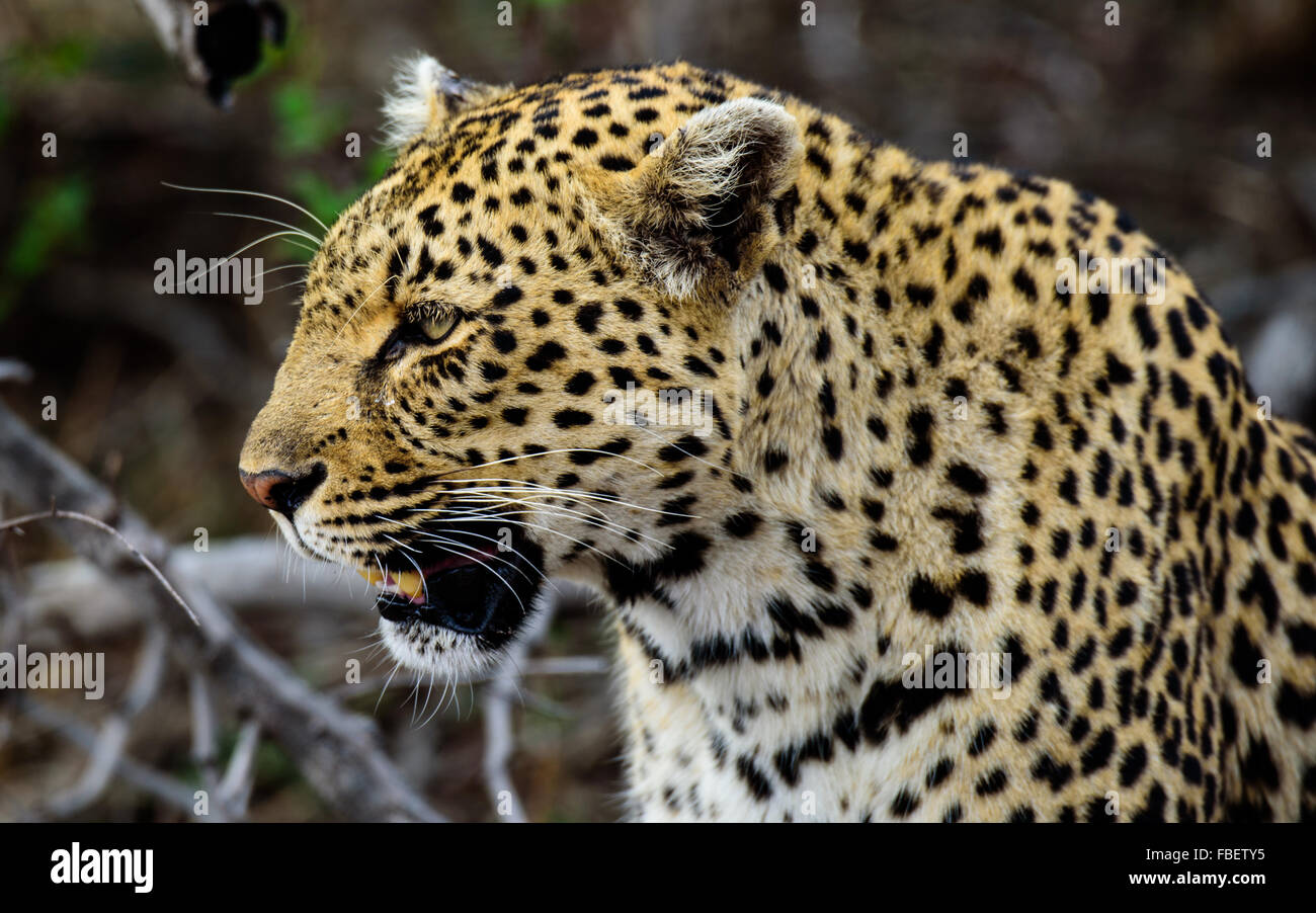 Head shot of a male Leopard Stock Photo - Alamy