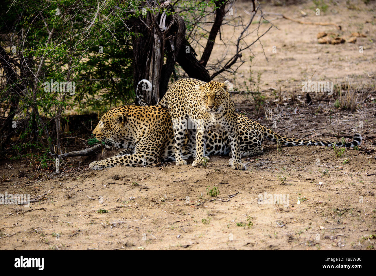Male and female leopard hi-res stock photography and images - Alamy