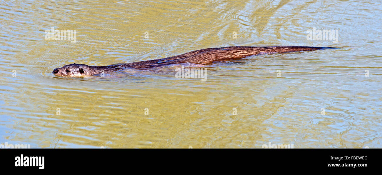 European British Otter, Lutra Luta, British Wild Life Centre, New ...