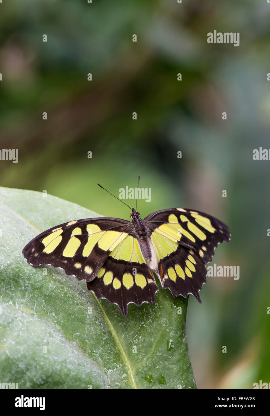 Butterfly jungle hi-res stock photography and images - Alamy