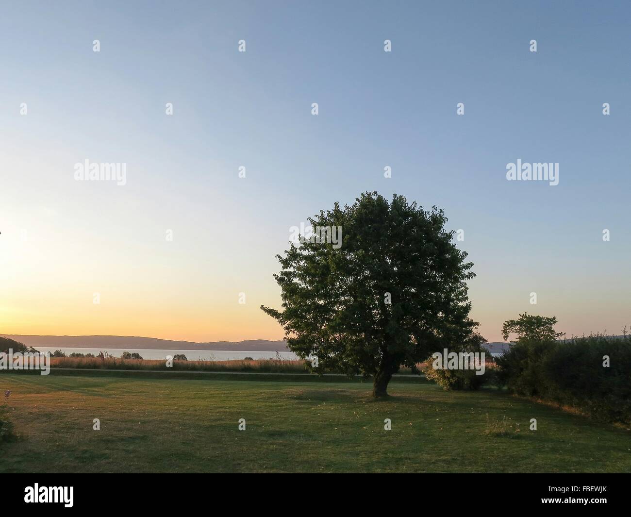 Single tree in water hi-res stock photography and images - Alamy