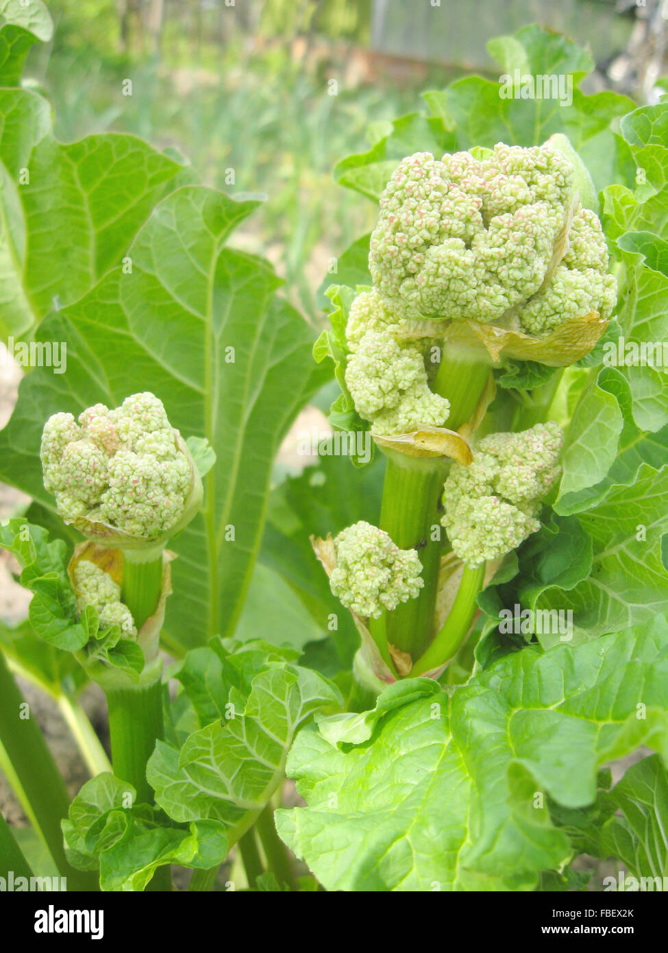 Young blossoming flowers of rhubarb in the spring Stock Photo - Alamy