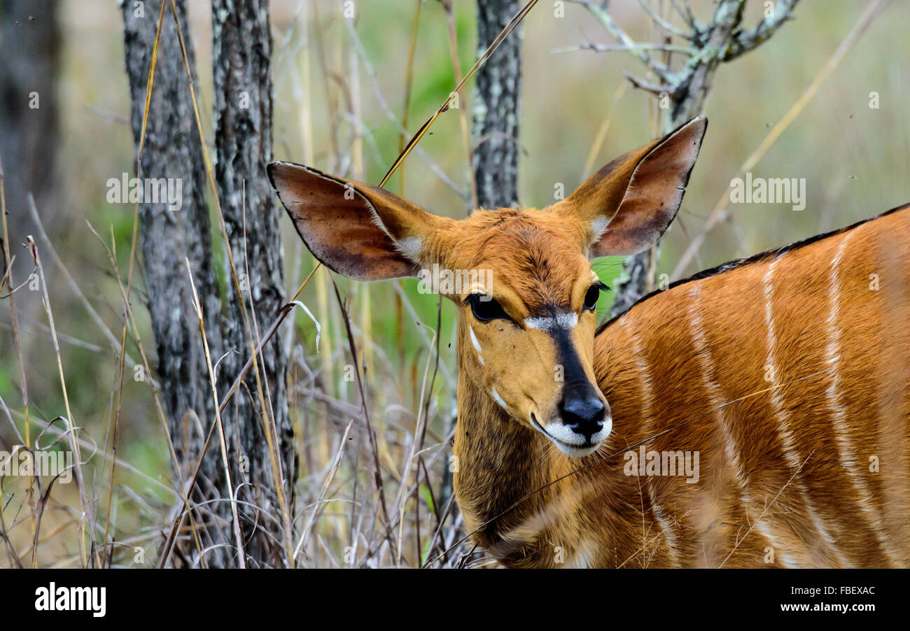 Nyala profile hi-res stock photography and images - Alamy