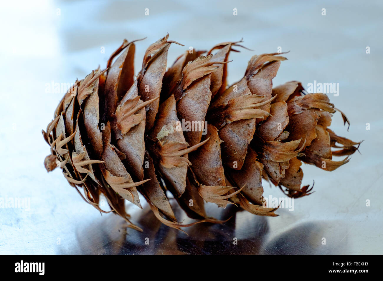 Pine cone close up hi-res stock photography and images - Alamy