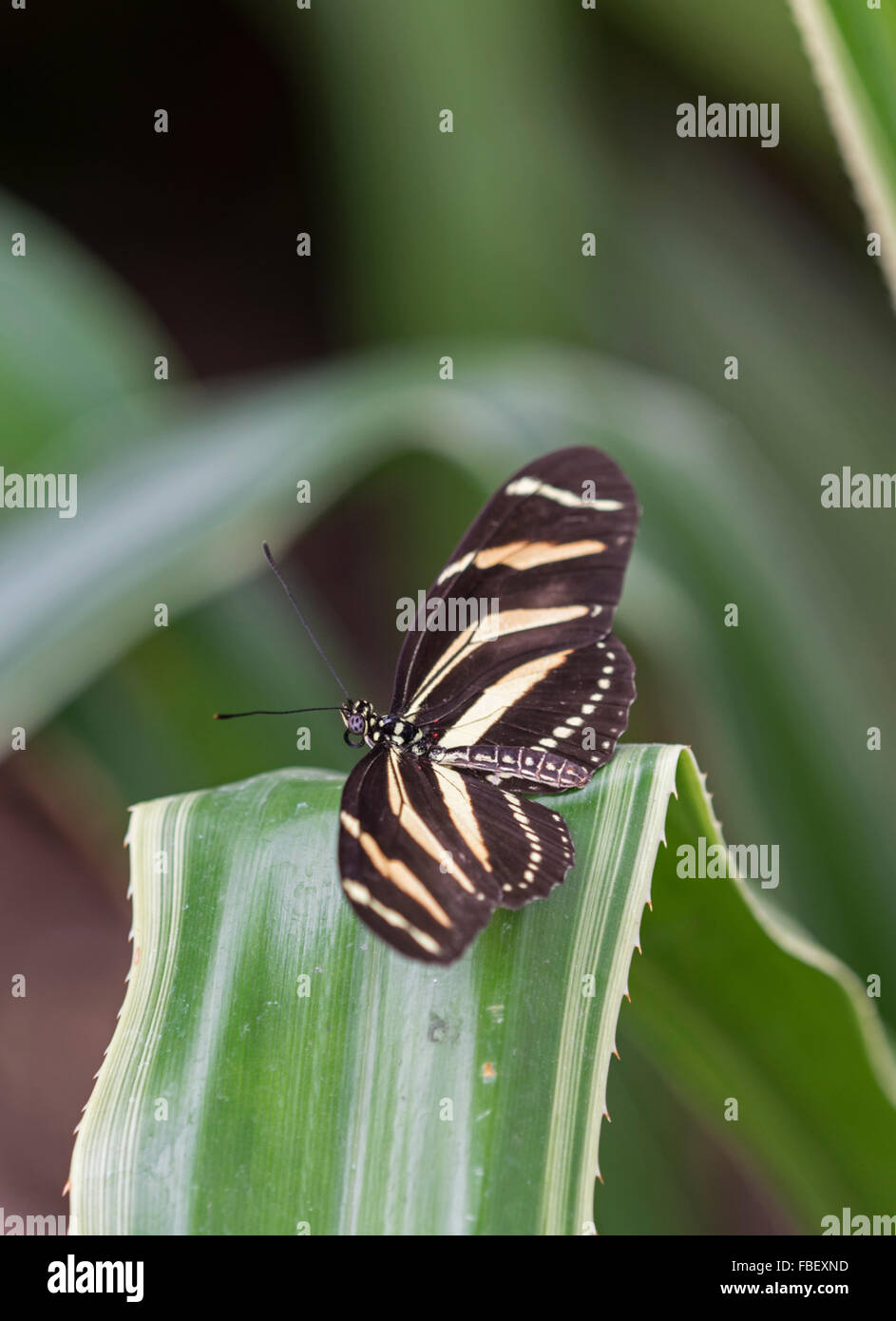 Zebra Longwing Butterfly: Heliconius charitonius Stock Photo - Alamy